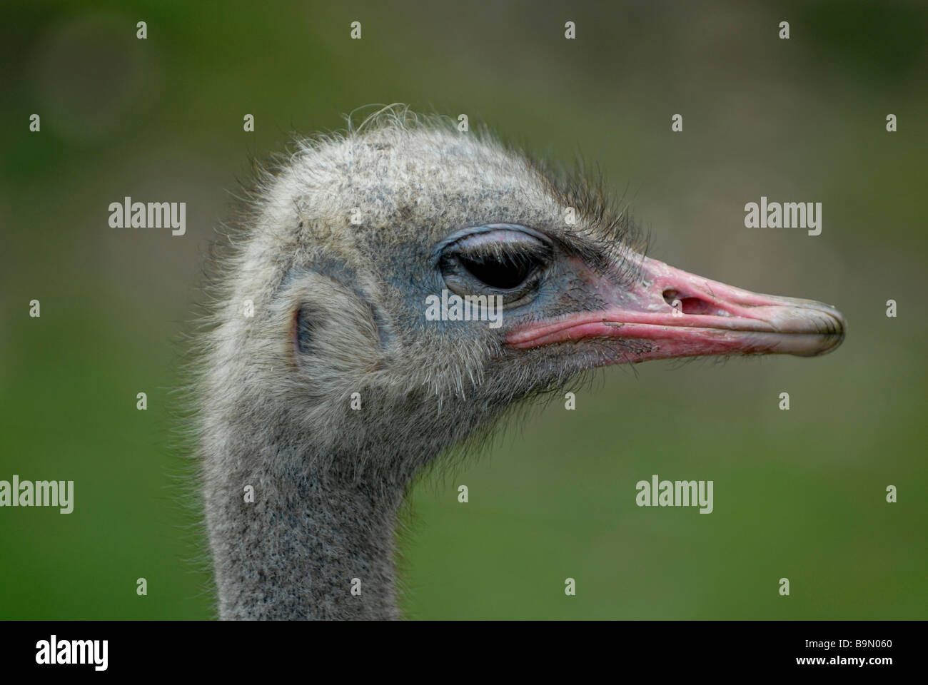 Ostrich animal hi-res stock photography and images - Alamy