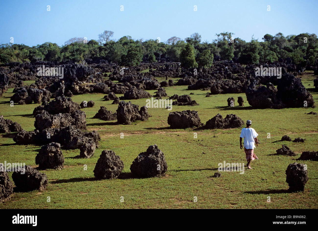 Kenya, Wasini Island, coral gardens Stock Photo - Alamy