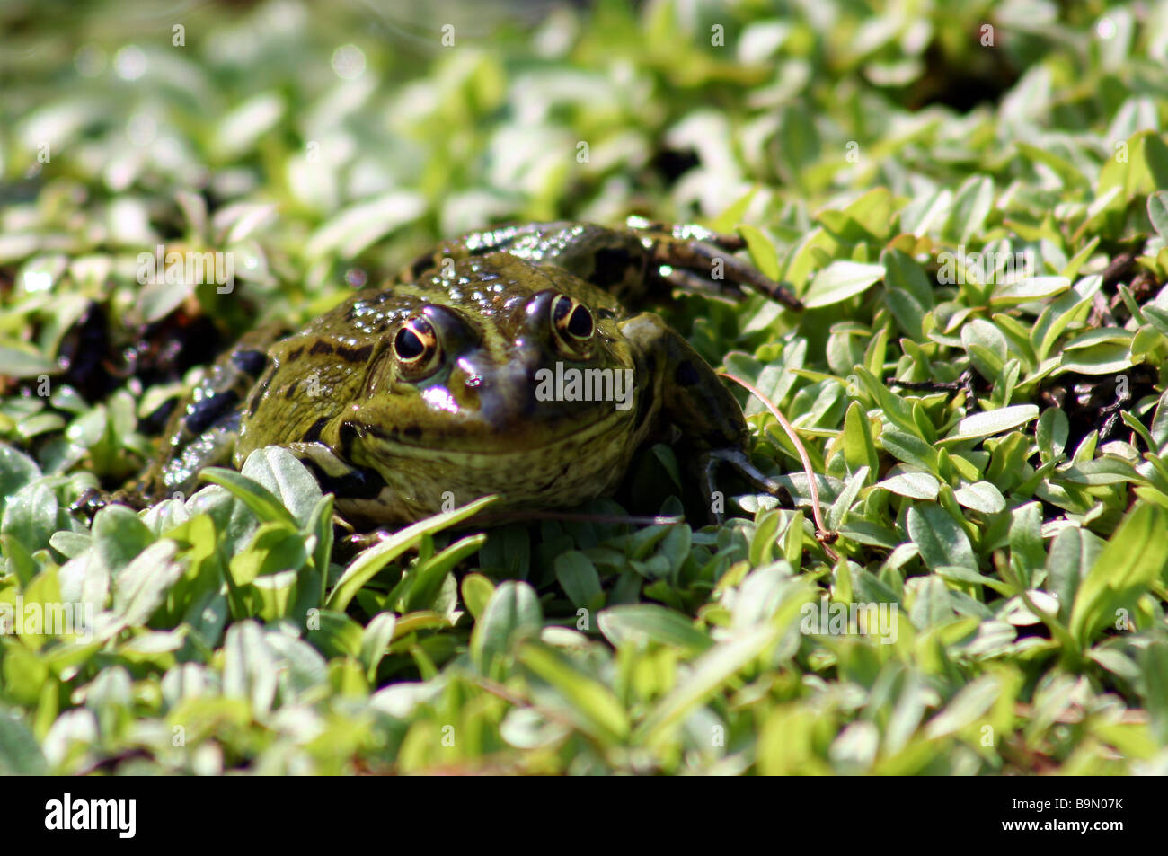 Frog on rose hi-res stock photography and images - Alamy