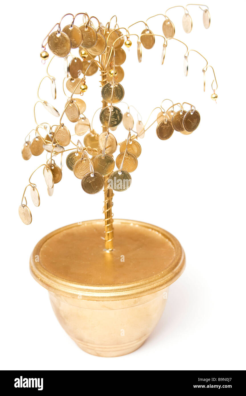 money tree isolated on a white background Stock Photo - Alamy