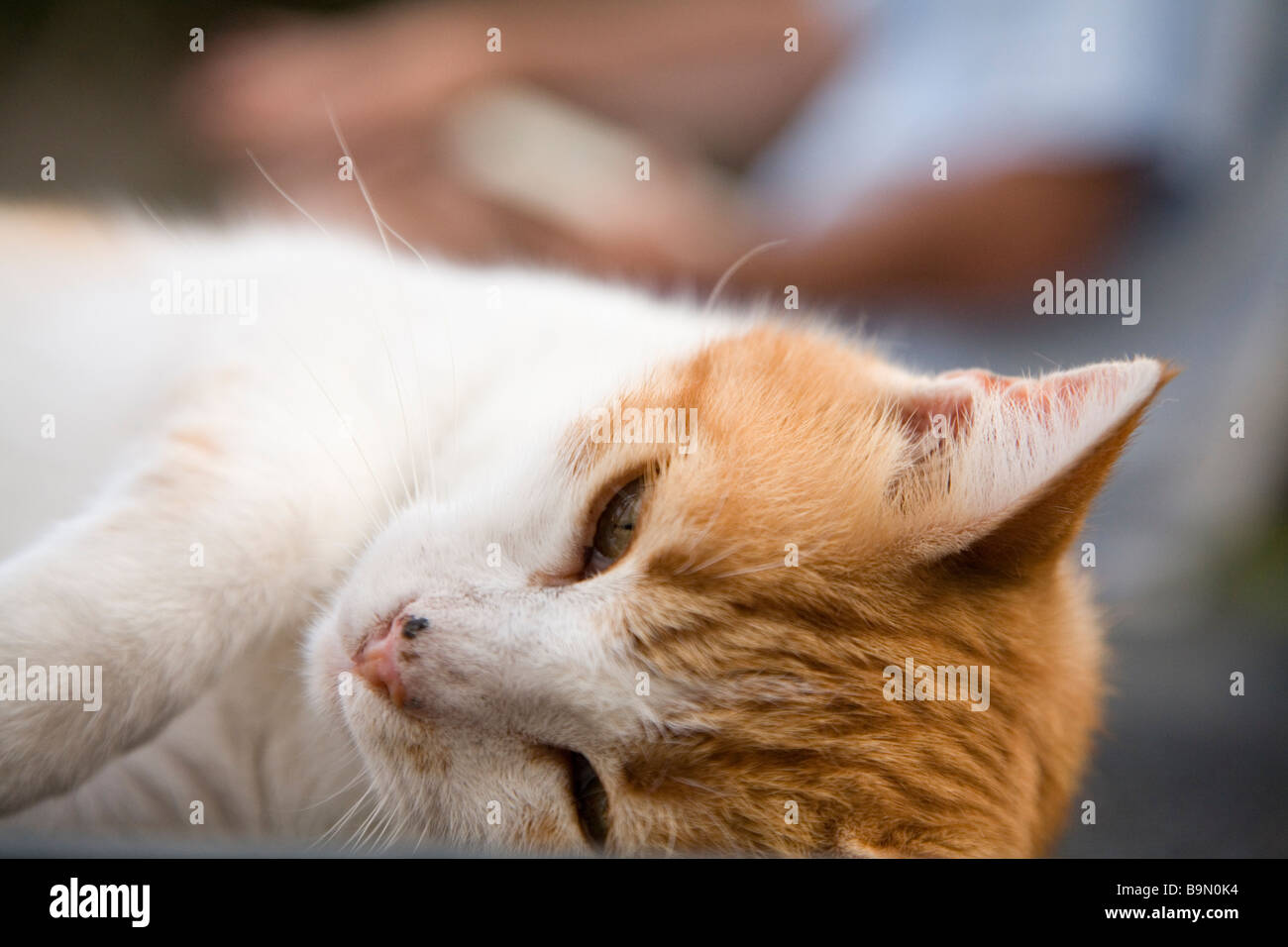 Ginger tabby cat Stock Photo - Alamy