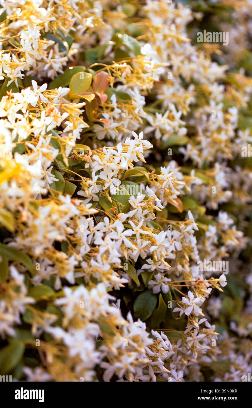 France, Bouches du Rhone, jasmine flowers Stock Photo - Alamy