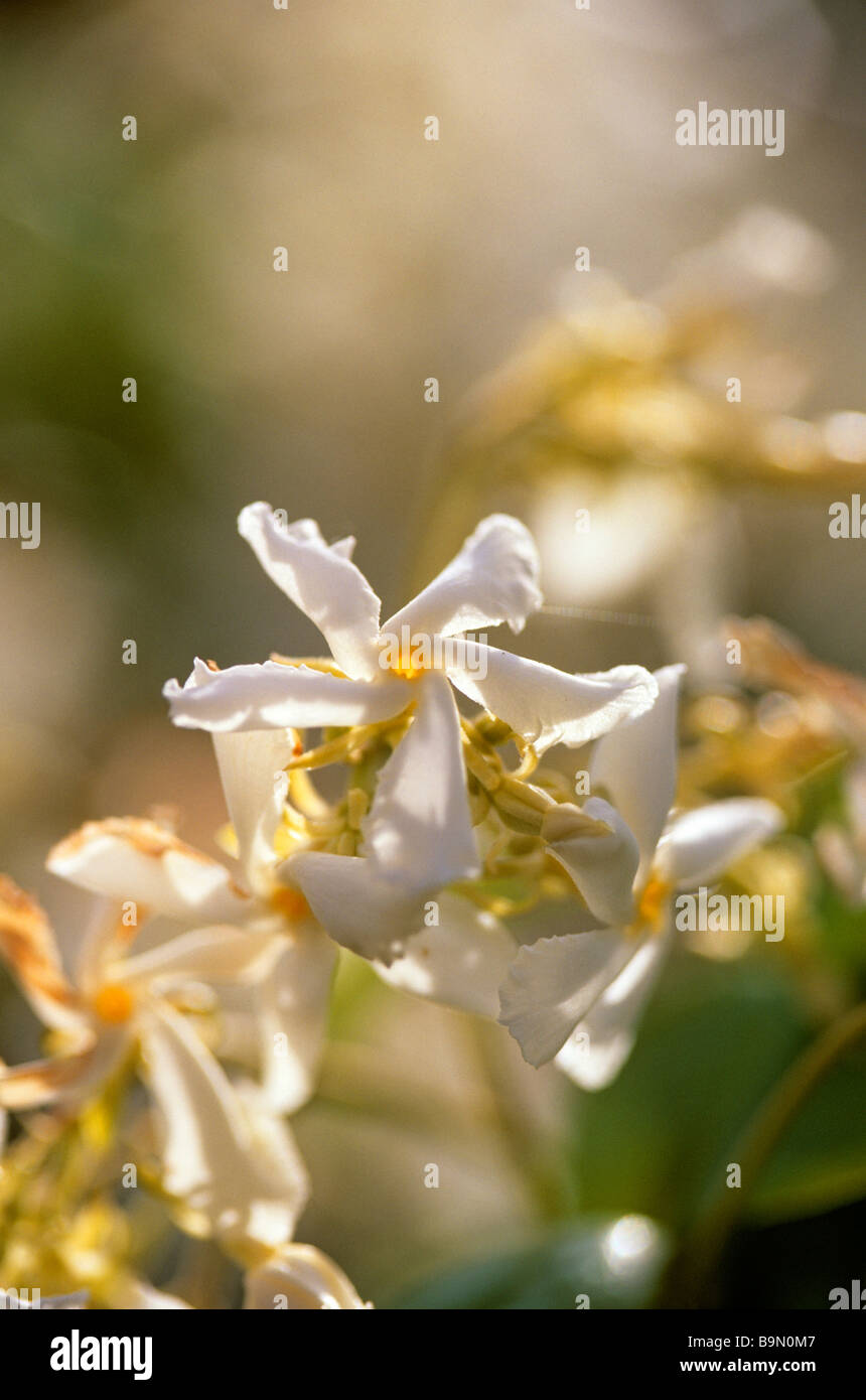 France, Bouches du Rhone, jasmine flower Stock Photo - Alamy
