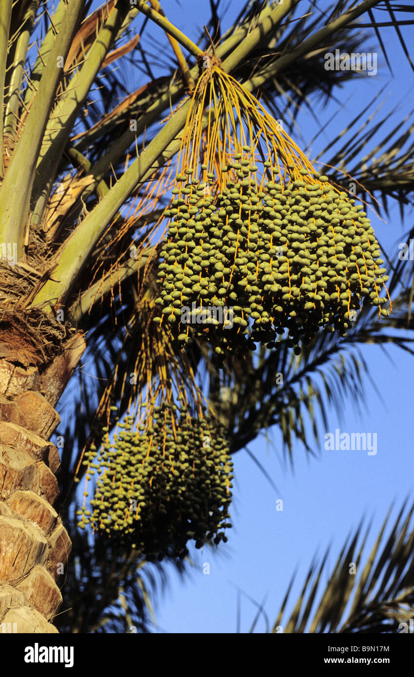 Egypt, Nile Valley, Luxor, date palm tree Stock Photo - Alamy