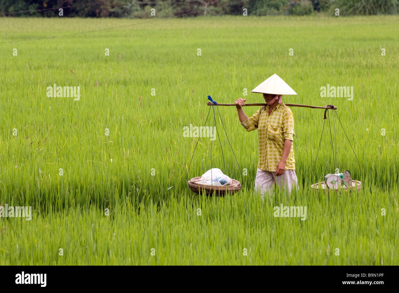 Vietnam, Quang Nam province, around Hoi An, Rice fields Stock Photo - Alamy