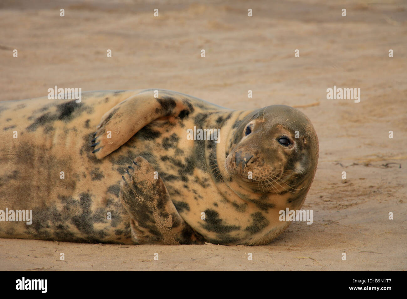 North Atlantic Female Grey Seal Halichoerus grypus Donna Nook RAF ...