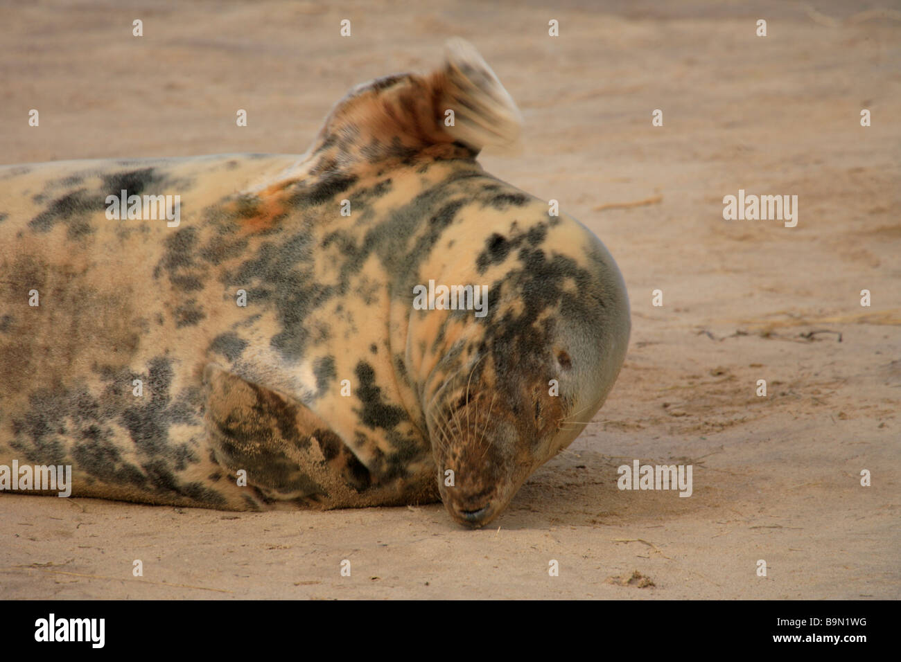 North Atlantic Female Grey Seal Halichoerus grypus Donna Nook RAF ...