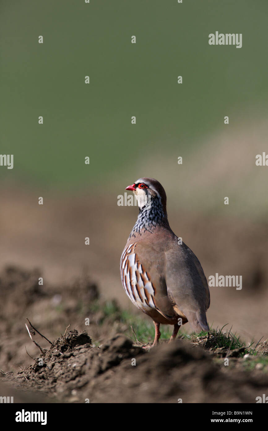 Red-legged Partridge Alectoris rufa Stock Photo - Alamy