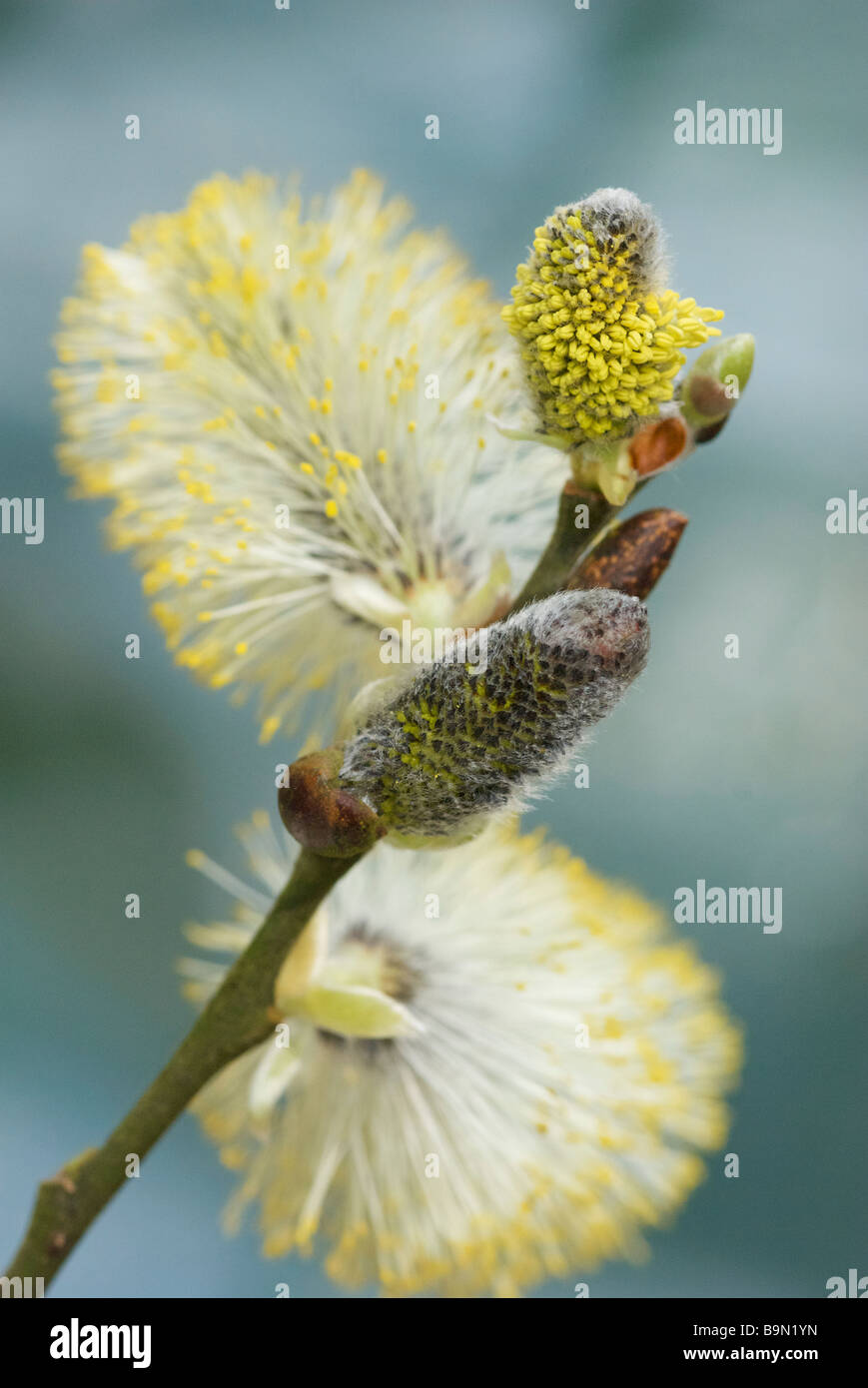 Willow in flower Stock Photo - Alamy