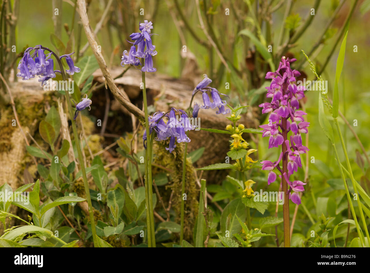 Woodland spring flowers Stock Photo - Alamy