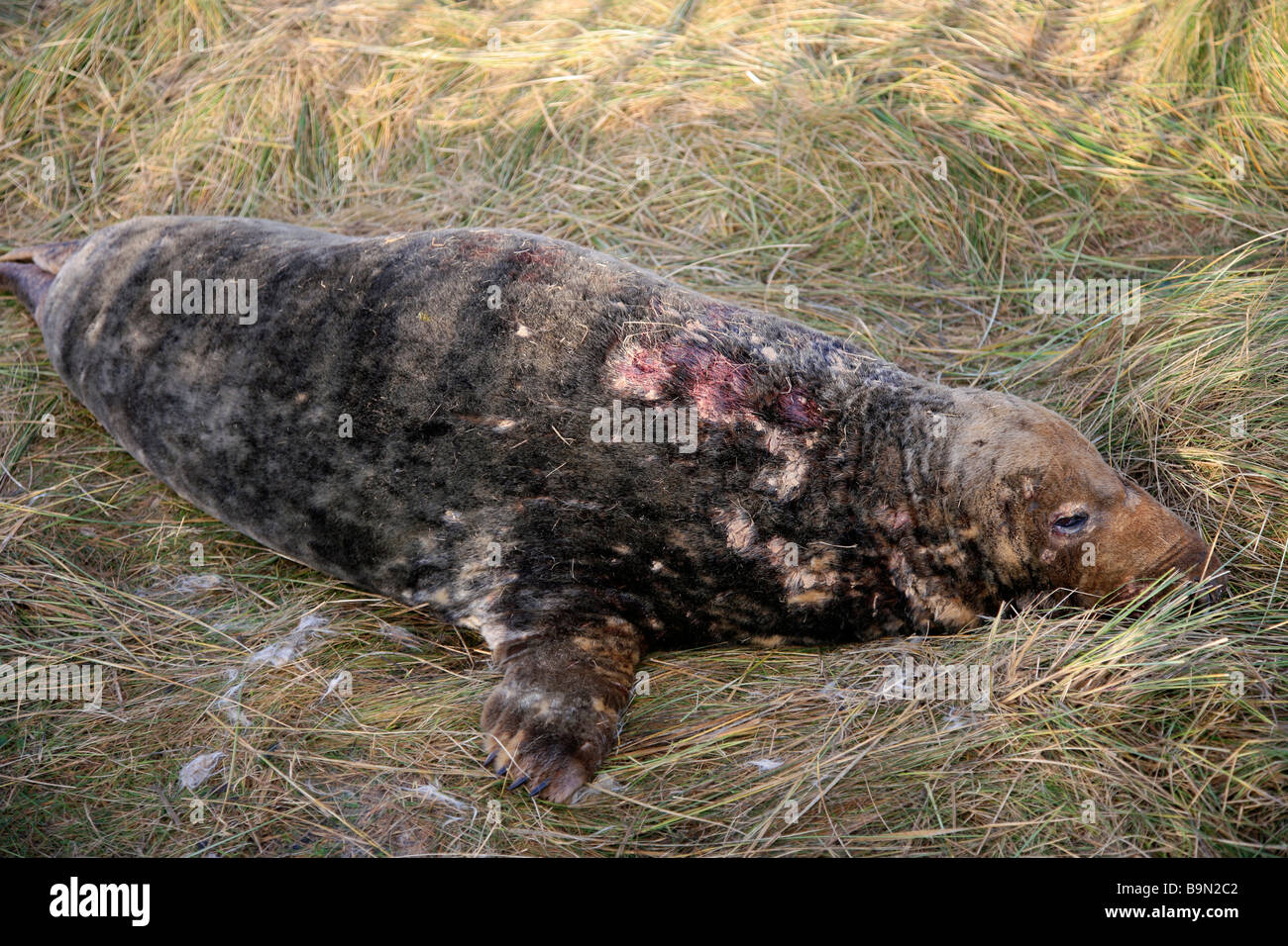 North Atlantic Grey Bull Seal Halichoerus grypus Donna Nook RAF bombing ...