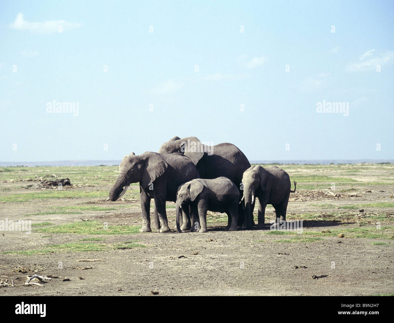 ELEPHANT FAMILY IN AMBOSELI, KENYA Stock Photo - Alamy