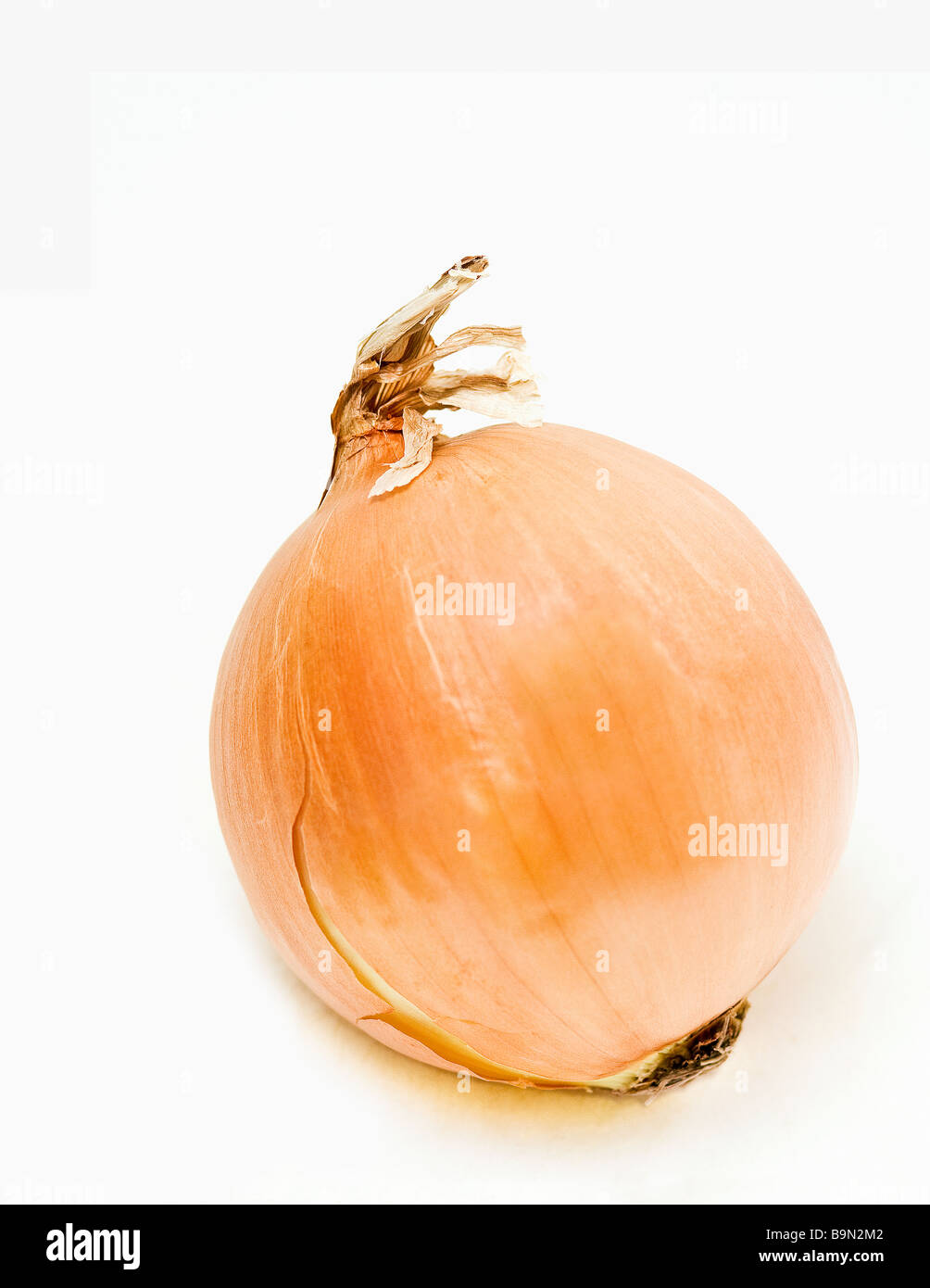 Closeup of a single onion on white background Stock Photo - Alamy