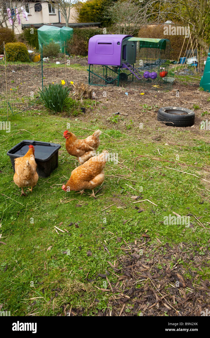 Homestead poultry hi-res stock photography and images - Alamy