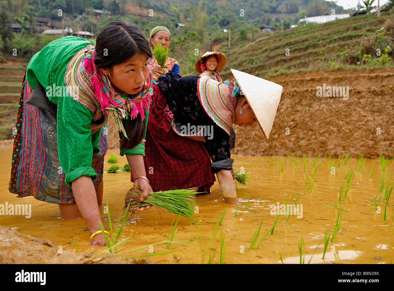 Vietnam, Lao Cai province, Bac Ha region, work on the rice field, women ...
