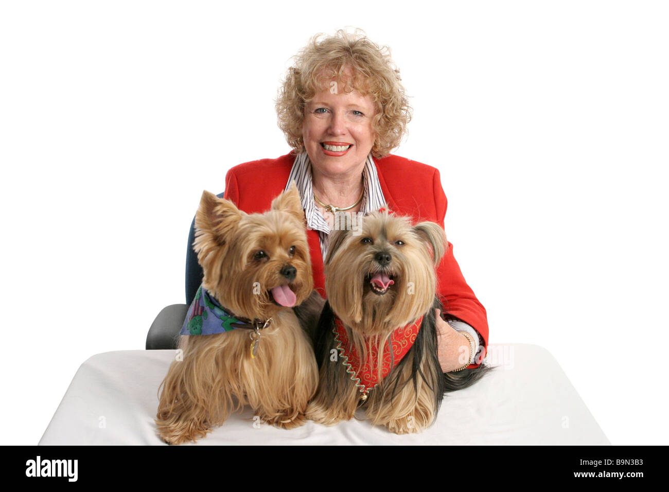Can A Yorkie Have Curly Hair