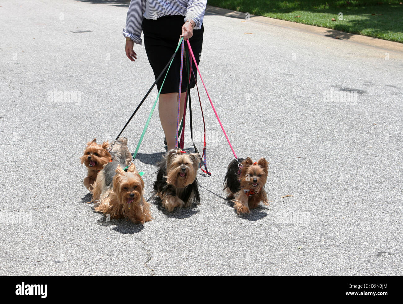 For adorable yorkie dogs on their daily walk Stock Photo - Alamy