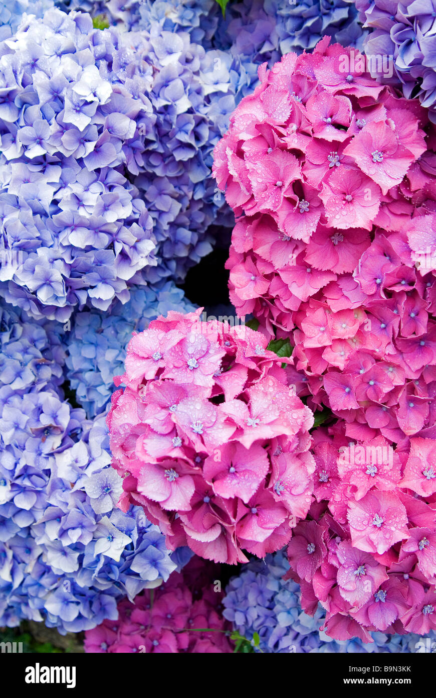 Purple aven flower hi-res stock photography and images - Alamy