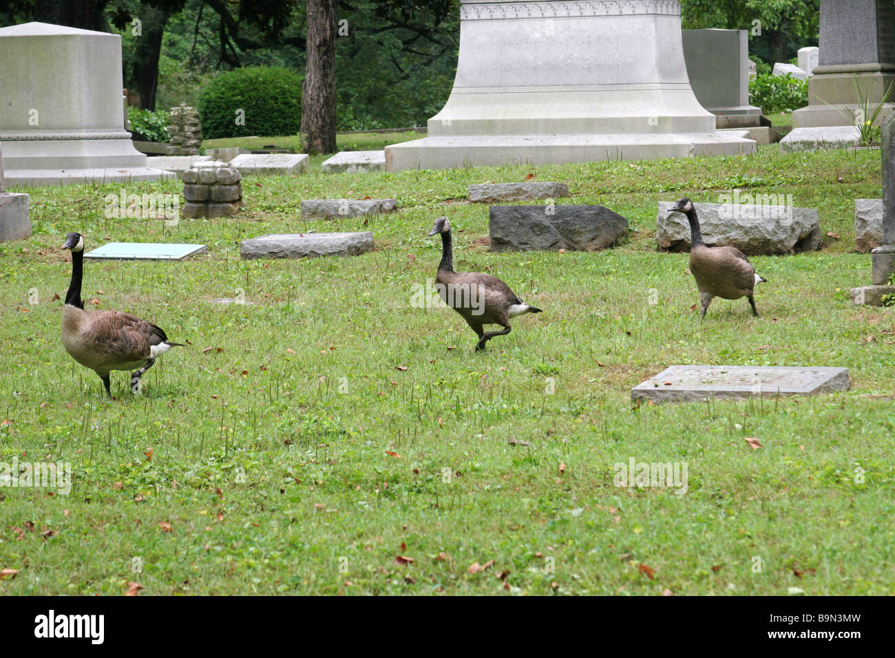 geese running between the tombstones in a graveyard Stock Photo - Alamy