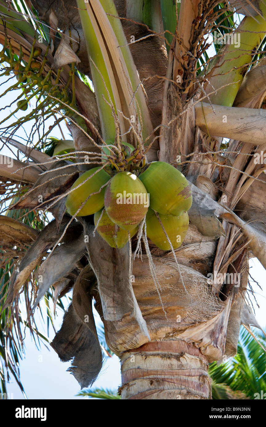 Coconuts in palm tree detail hi-res stock photography and images - Alamy