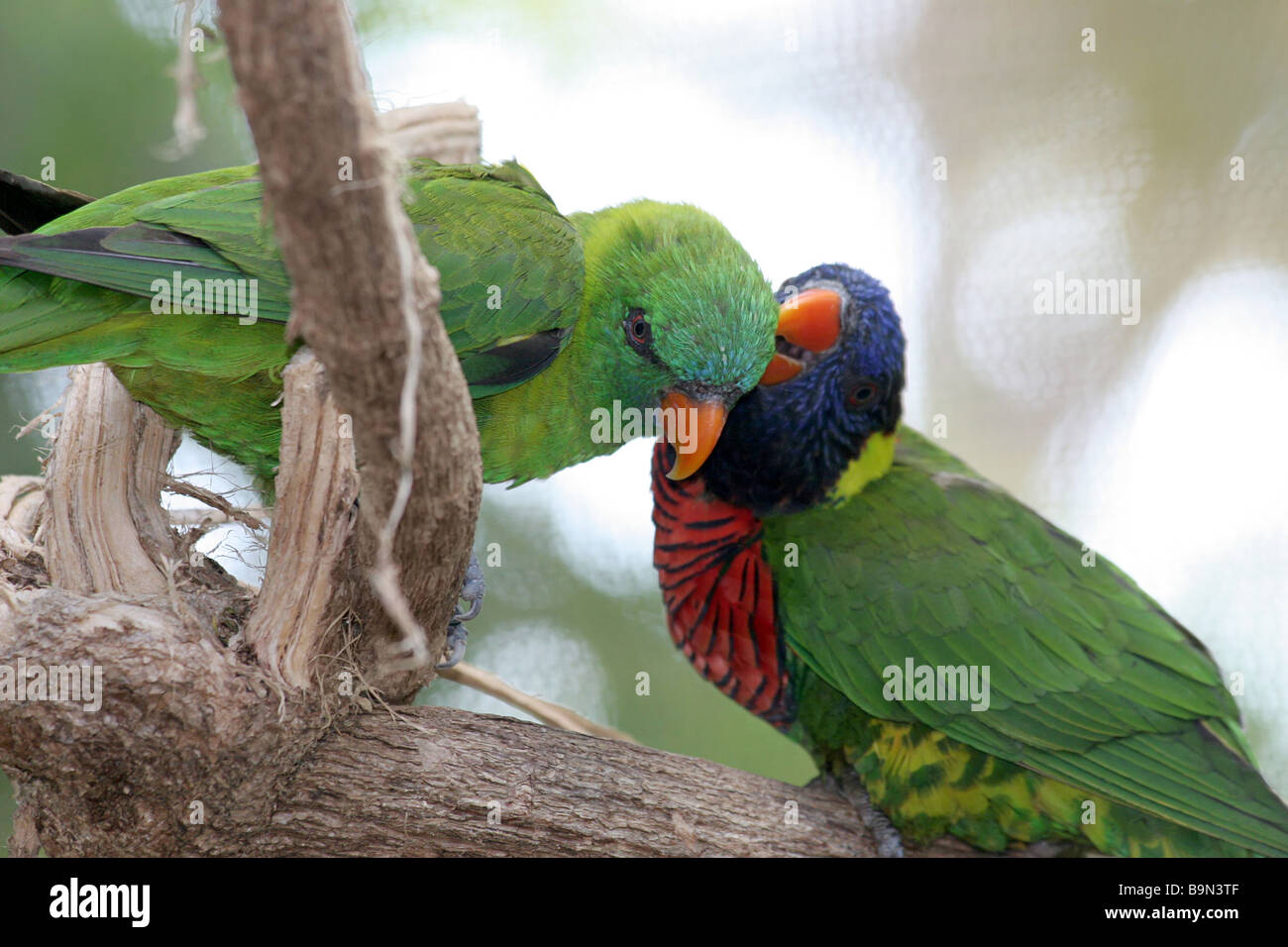 Beautiful tropical lorikeet parrot Stock Photo - Alamy