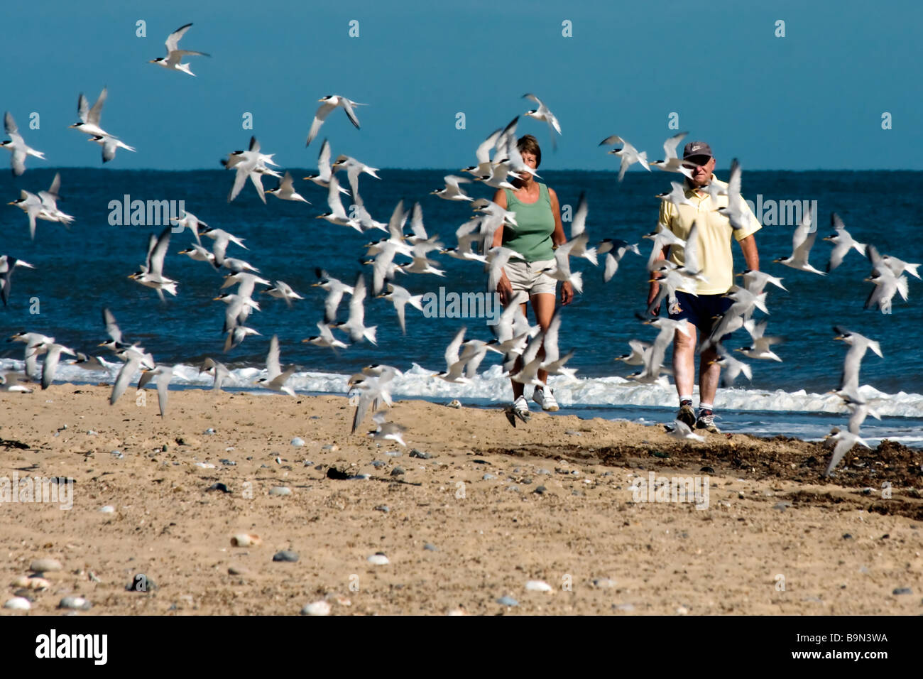 Flapping blue feathered wings front hi-res stock photography and images ...