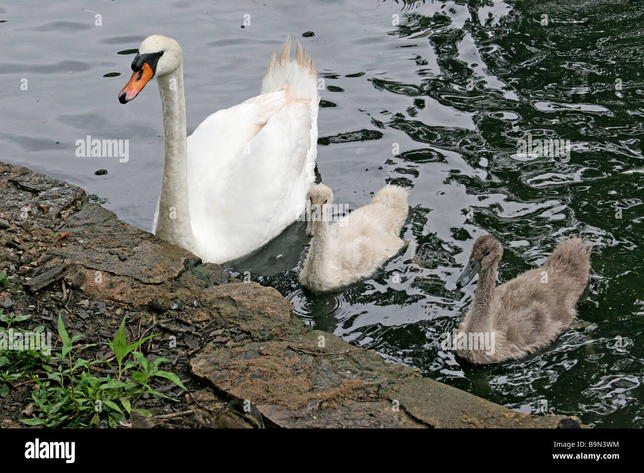 Signets signet swan swans hi-res stock photography and images - Alamy