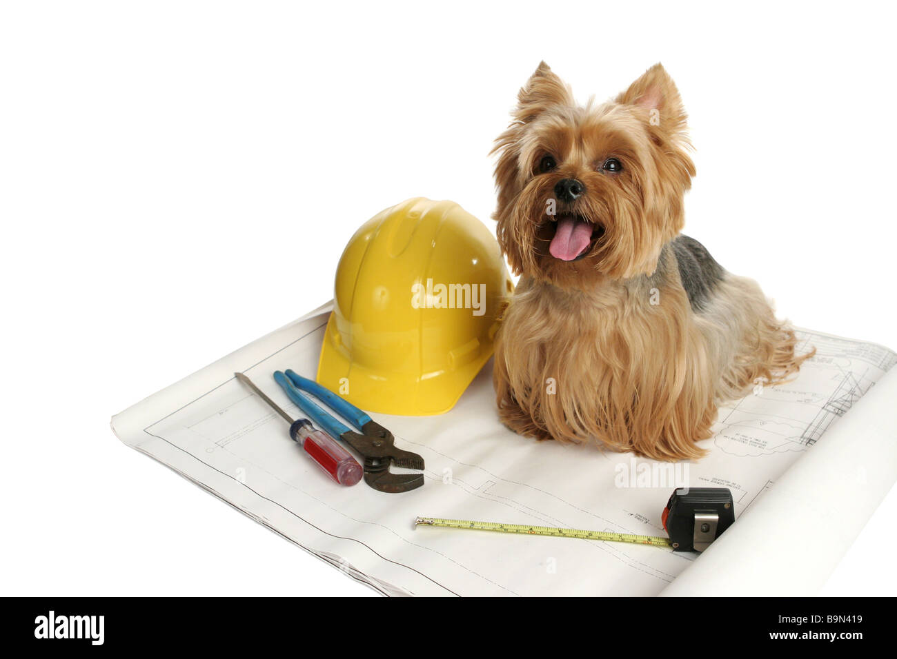Plan terrier hi-res stock photography and images - Alamy