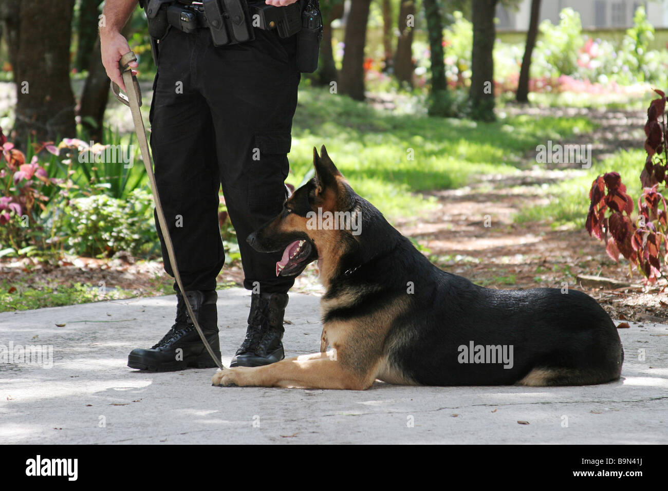 A policeman with his police dog Stock Photo - Alamy