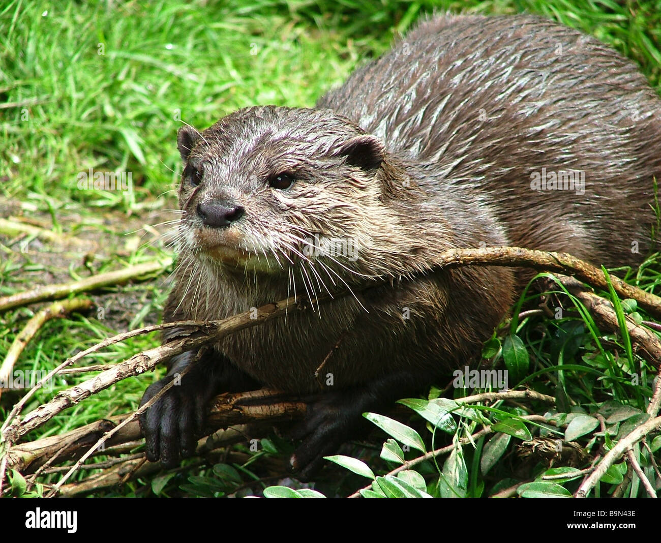 little Otter in the nature Stock Photo - Alamy