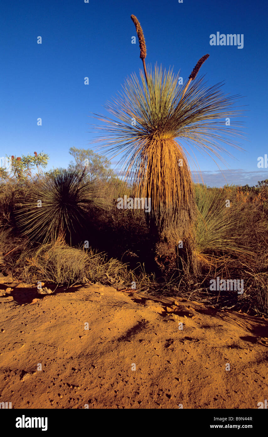 Australia, Western Australia, Kalbarri National Park, Grass Tree ...