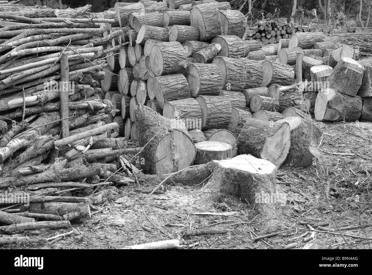 Coppicing hi-res stock photography and images - Alamy