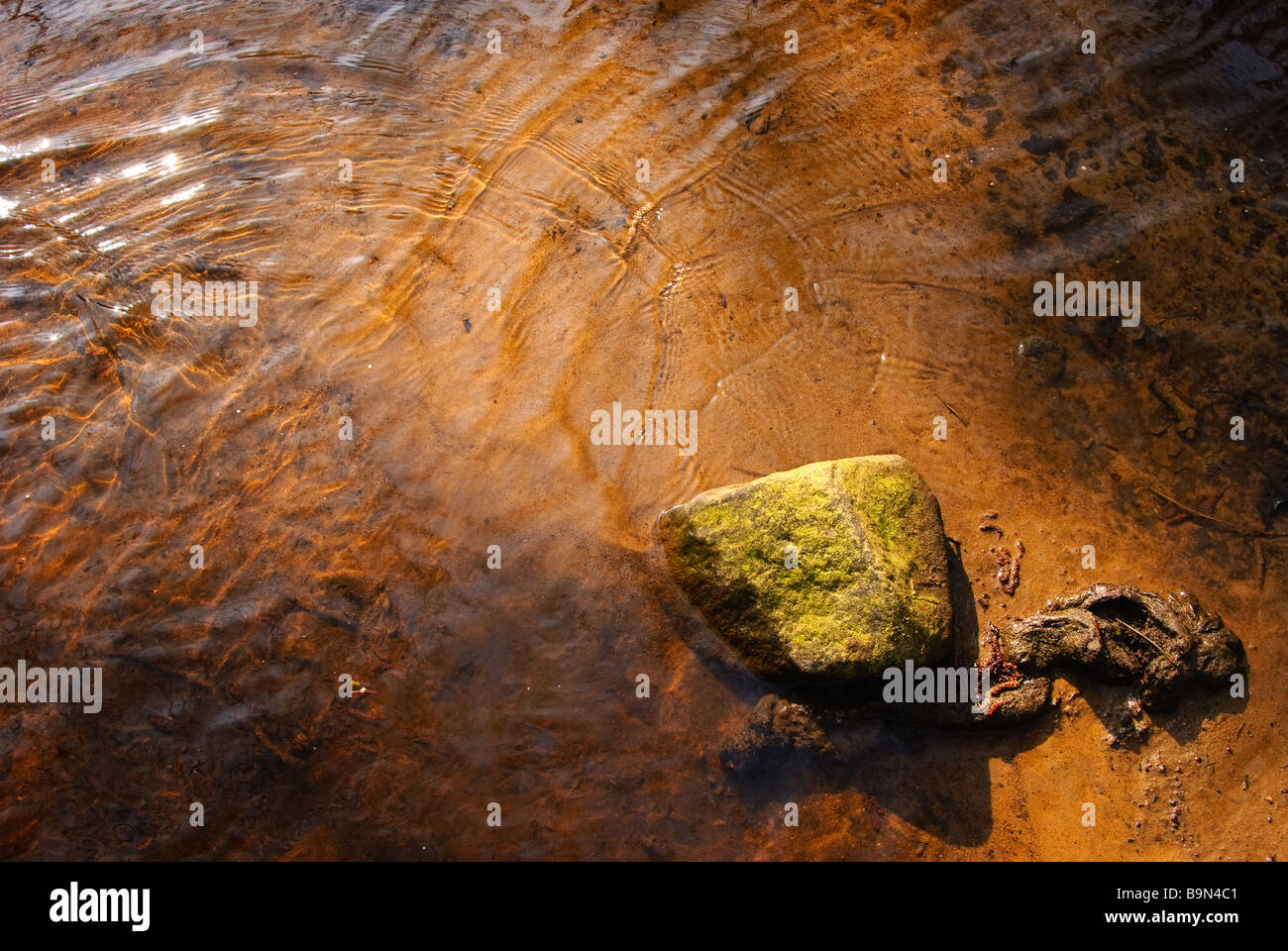 Ripples around a stone lying in the River Rivelin, Sheffield Stock ...