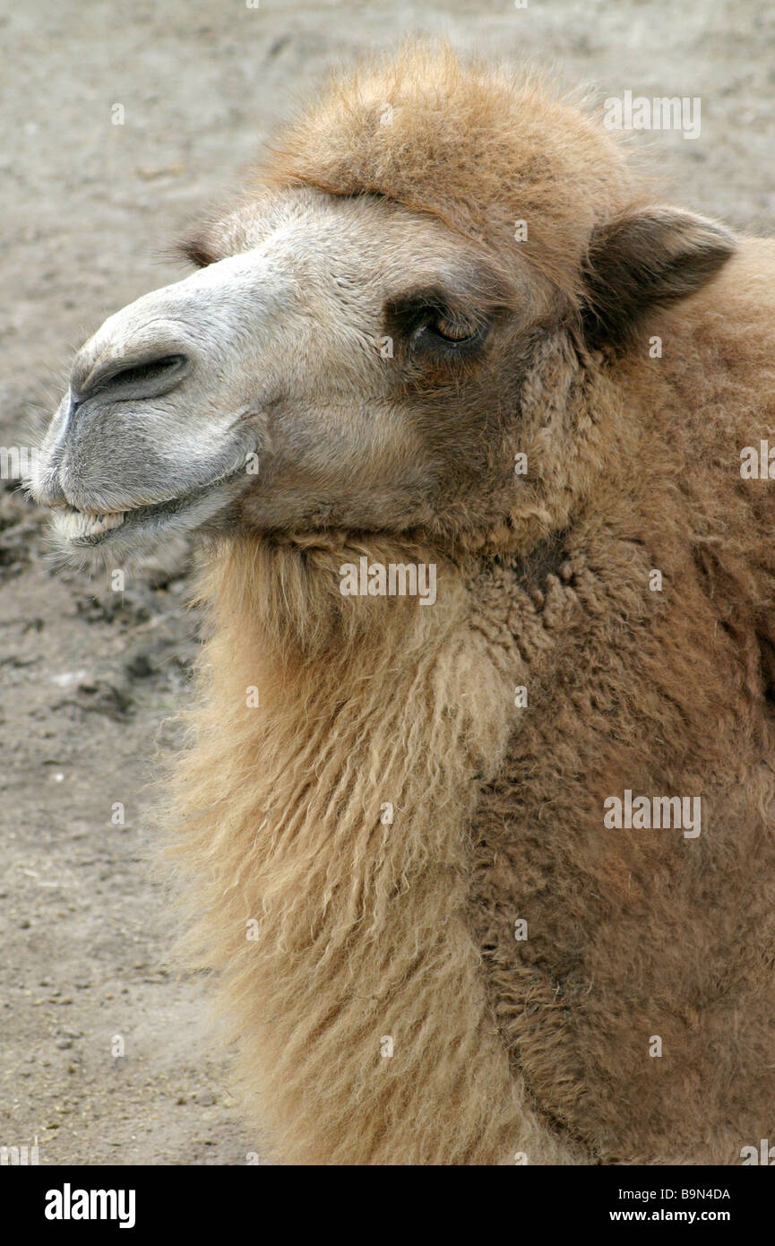 portrait of a camel Stock Photo - Alamy