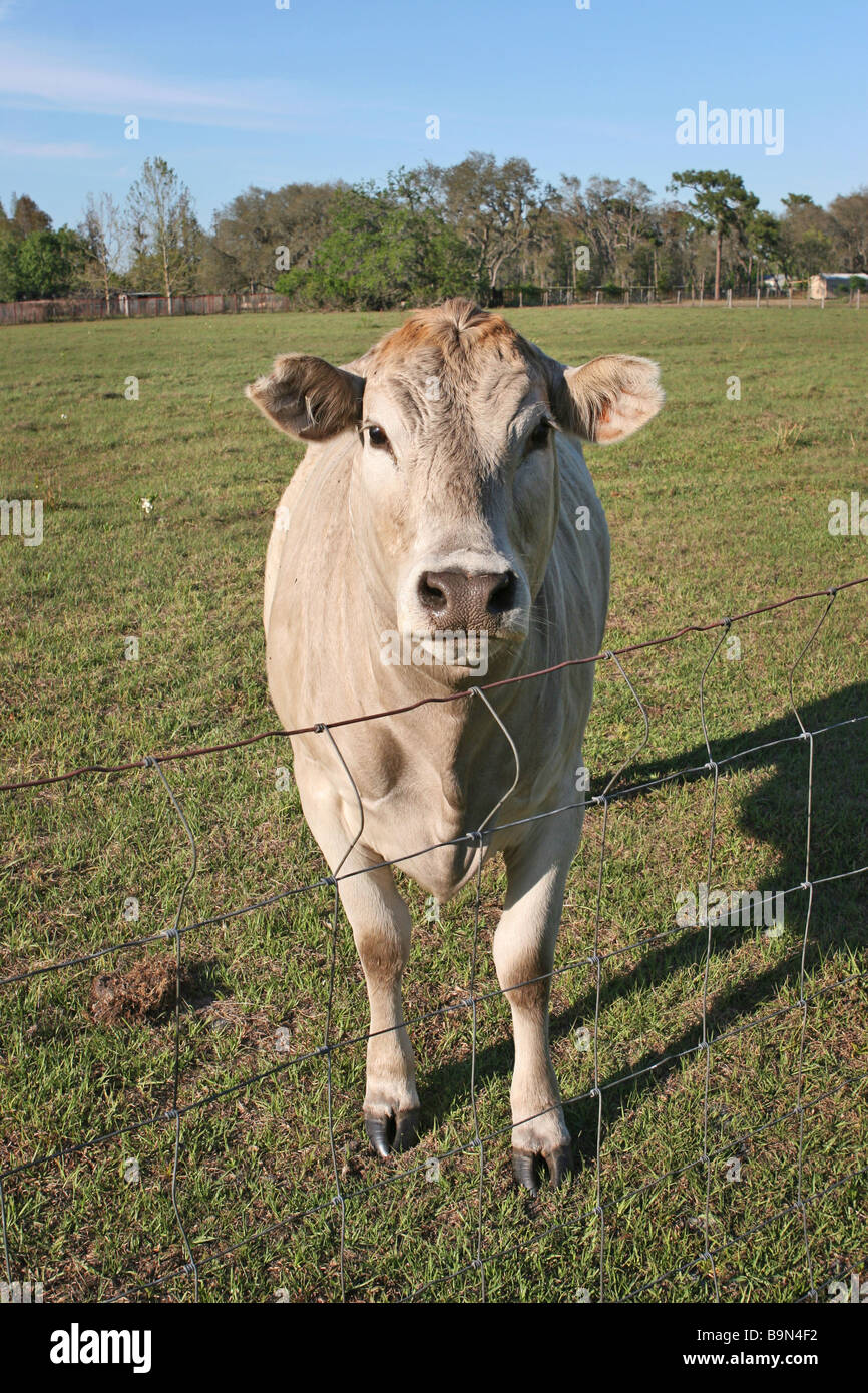 Mow cow hi-res stock photography and images - Alamy