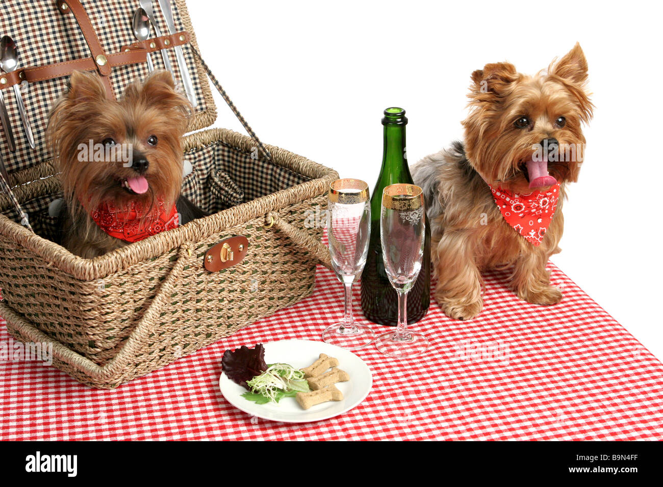 Two adorable yorkies on a picnic with wine dog treats White background ...
