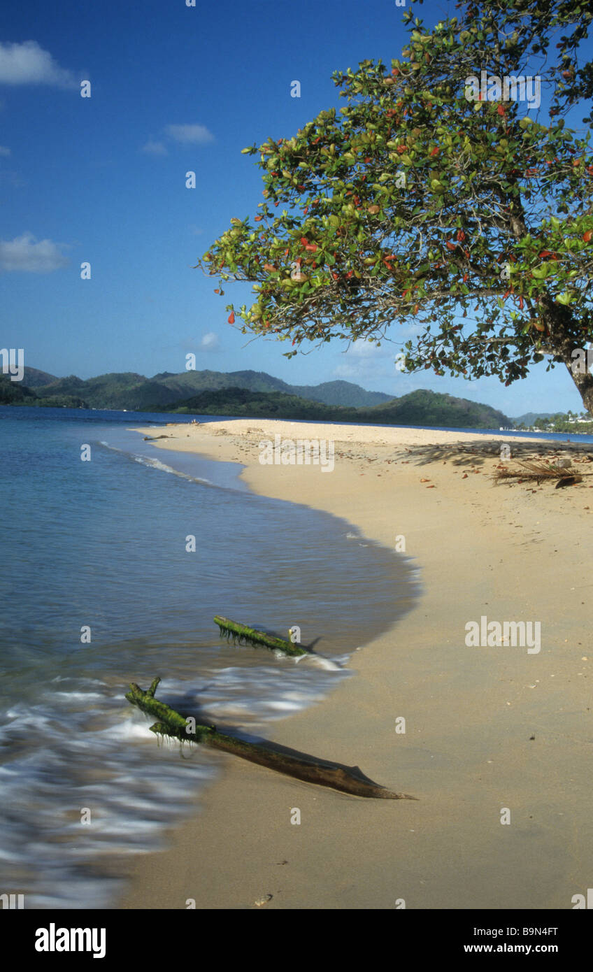 Mangrove tree and beach on the Caribbean coast, Isla Grande, Colon ...