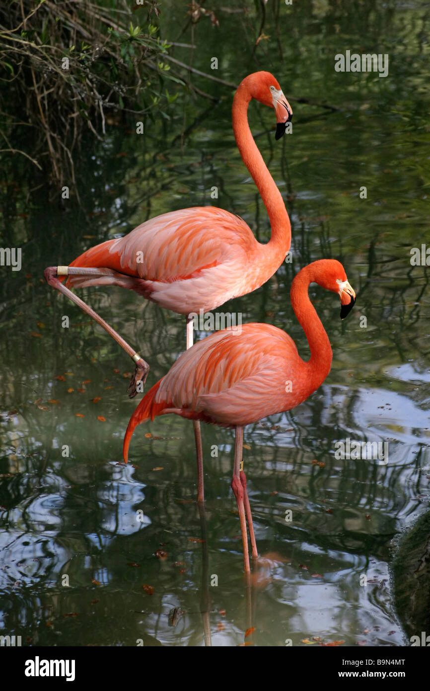 Two pink flamingos side by side in a river Stock Photo - Alamy