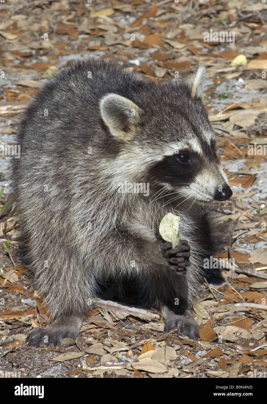 raccoon eating a potato chip Stock Photo - Alamy