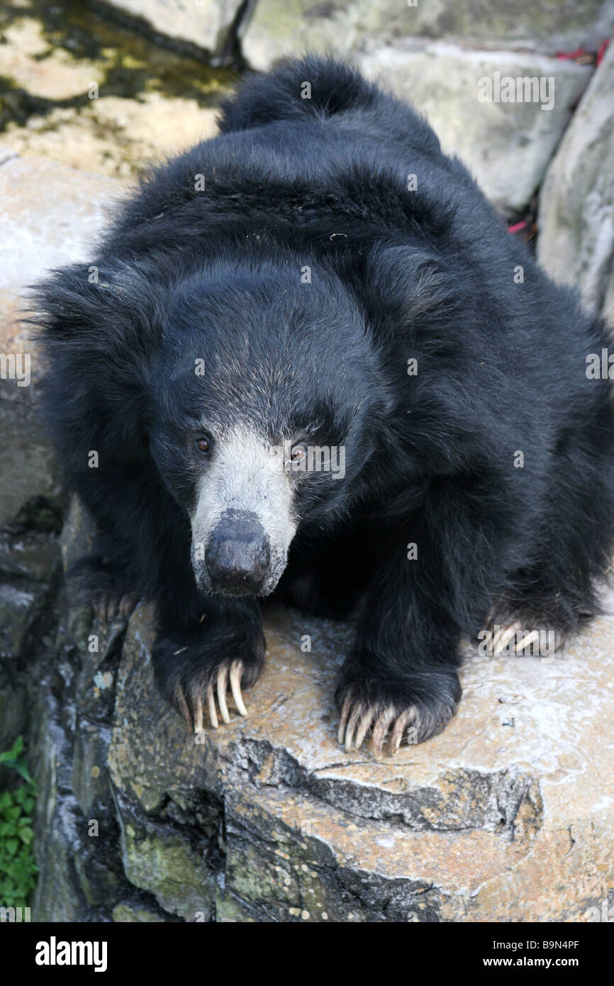 A sloth bear on a rock Stock Photo - Alamy