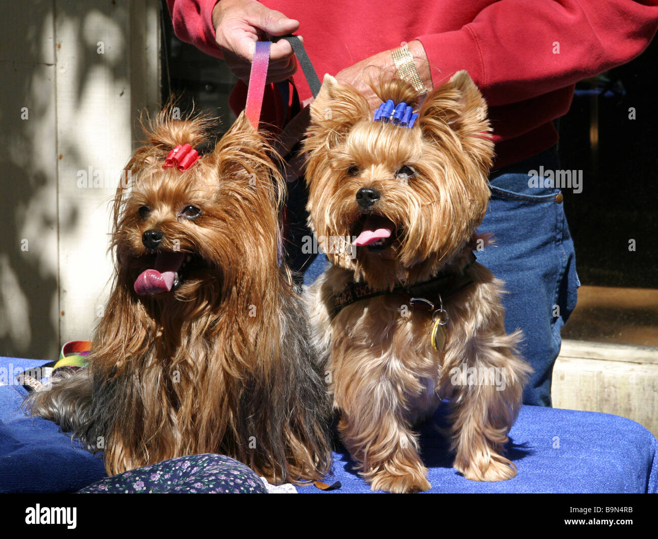 Two adorable yorkies together on leashes Stock Photo - Alamy