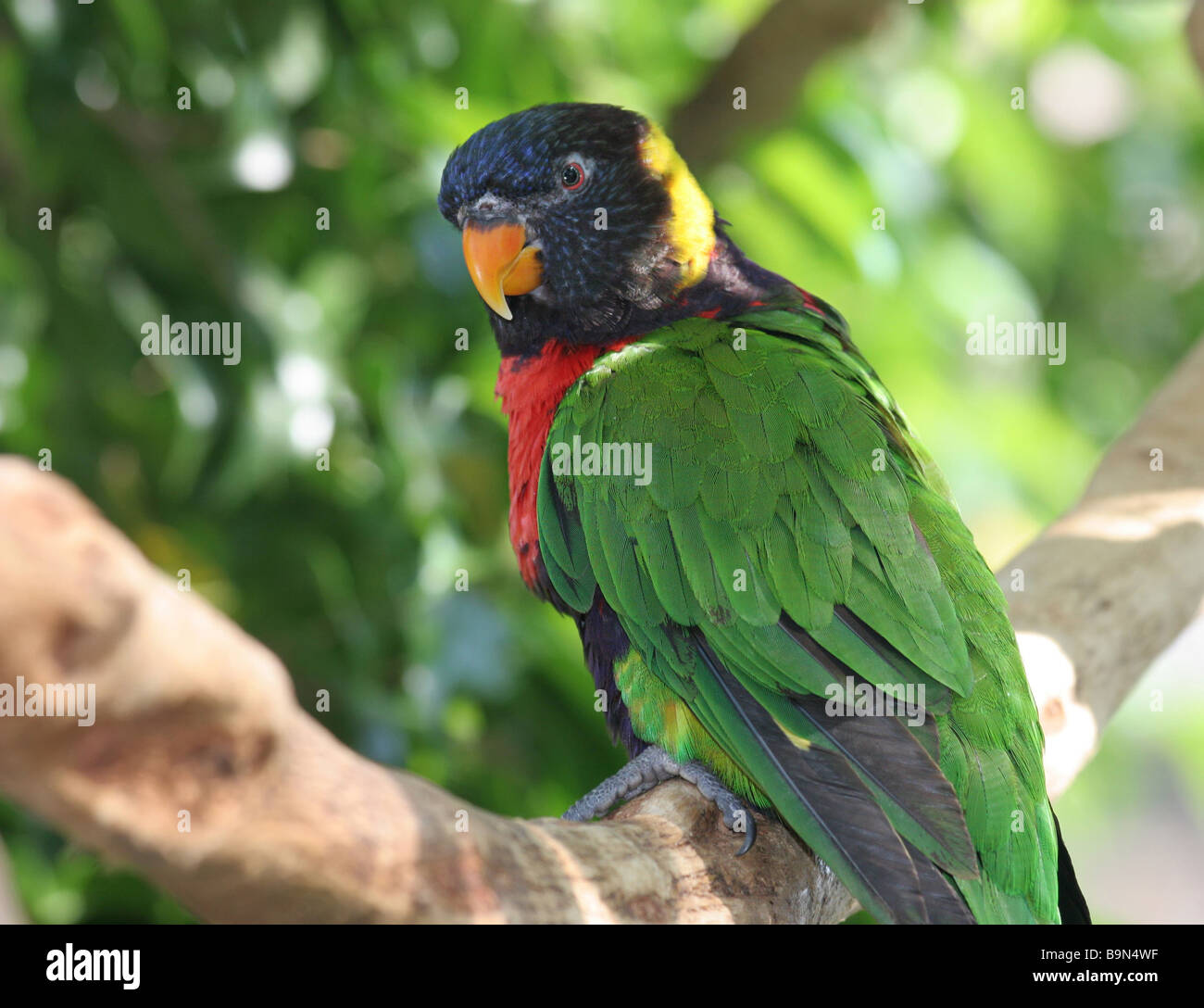 Beautiful tropical lorikeet parrot Stock Photo - Alamy