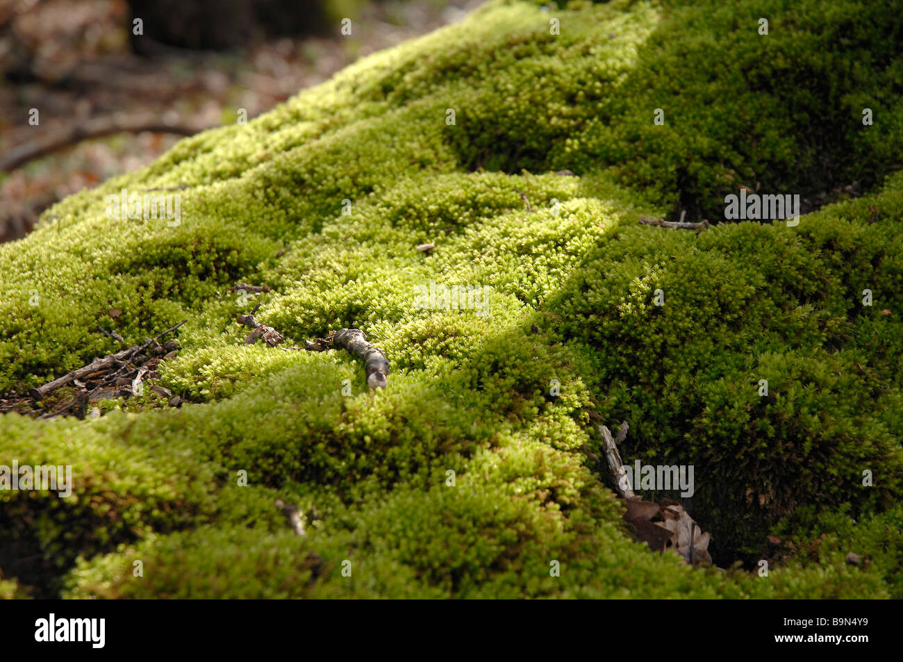 moss lichen on the forest floor blean woods kent Stock Photo - Alamy