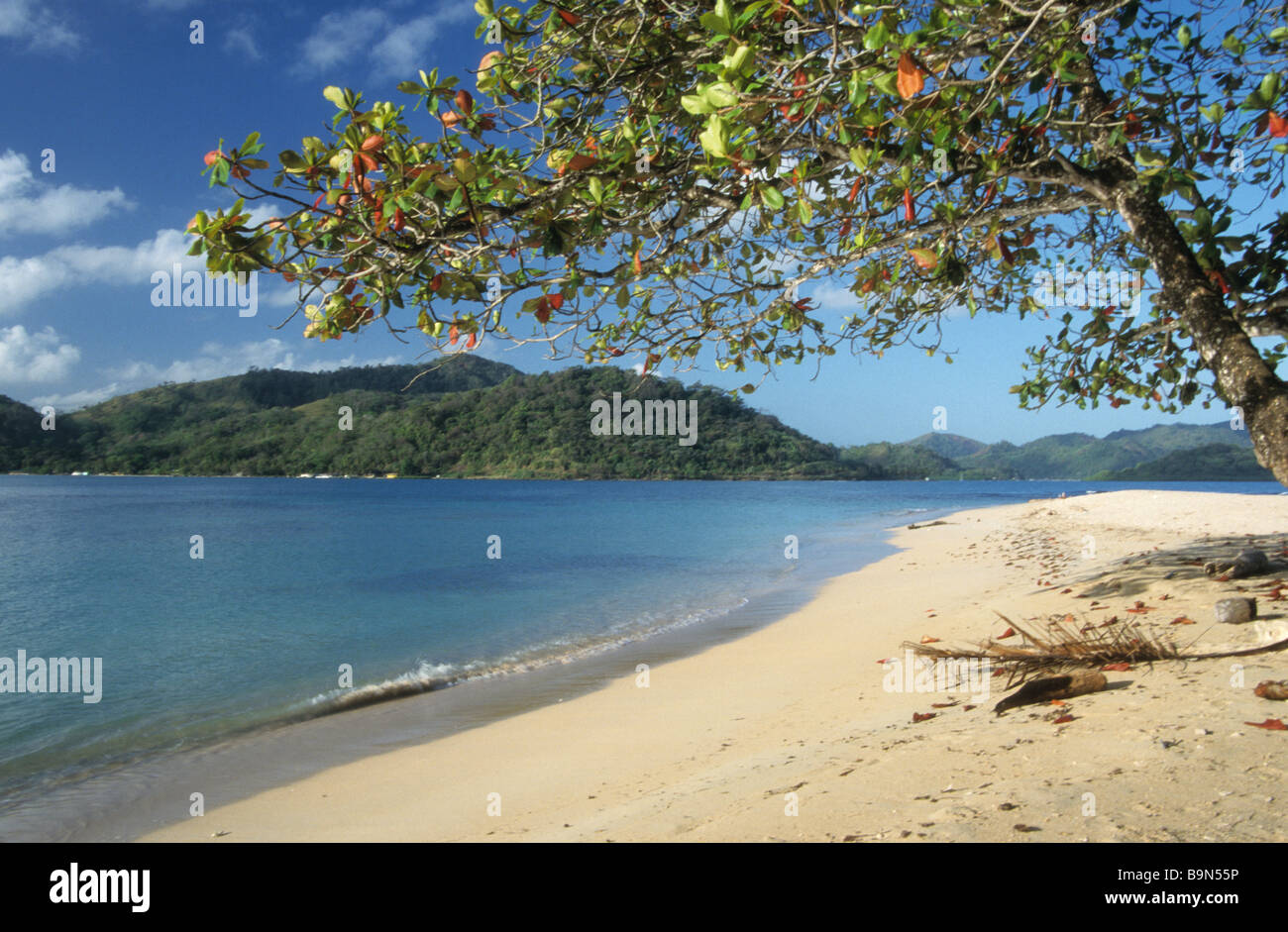 Mangrove tree and beach on the Caribbean coast, Isla Grande, Colon ...