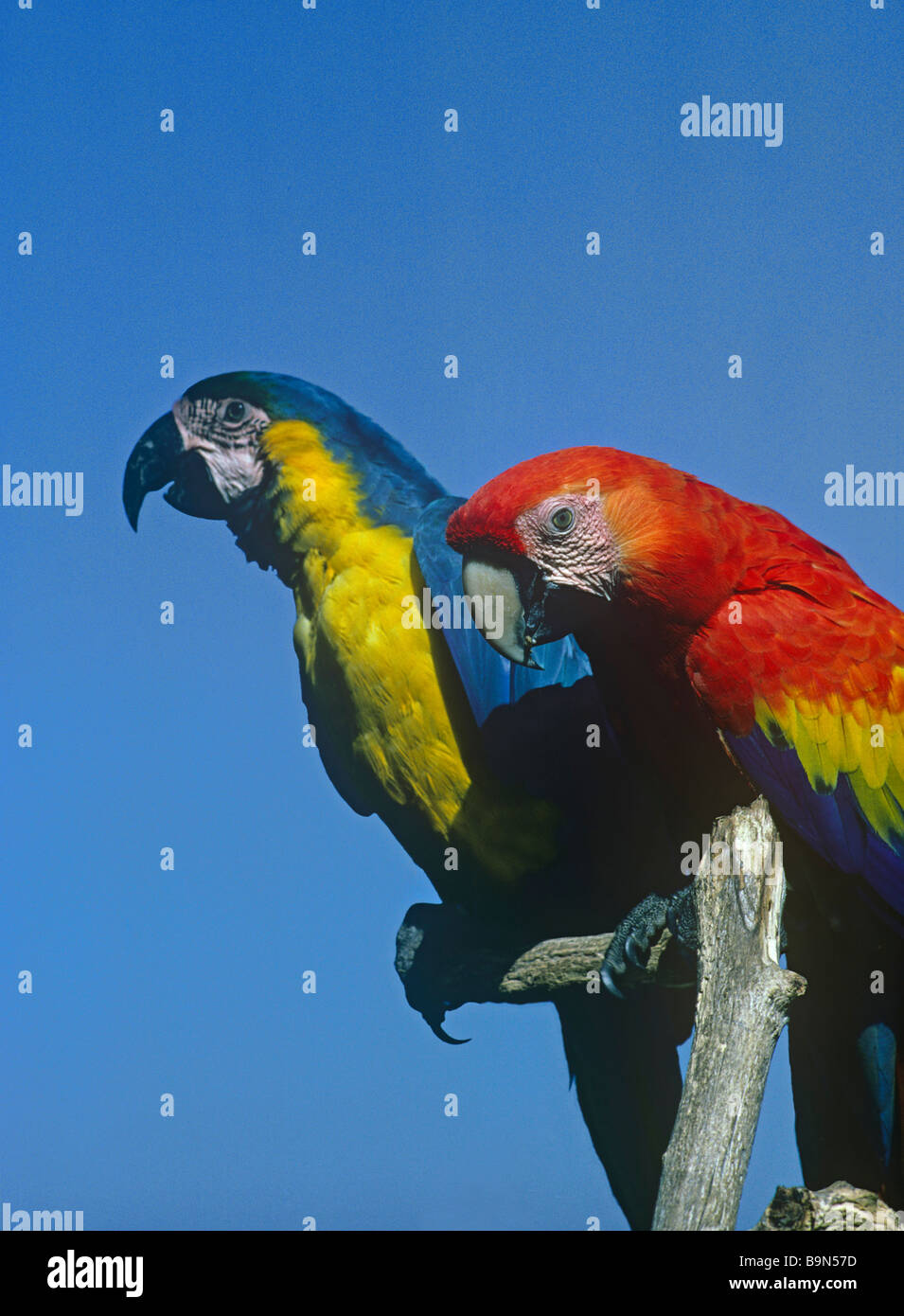 two wild Macaws perched on branch Blue and Yellow Macaw Ara ararauna to ...