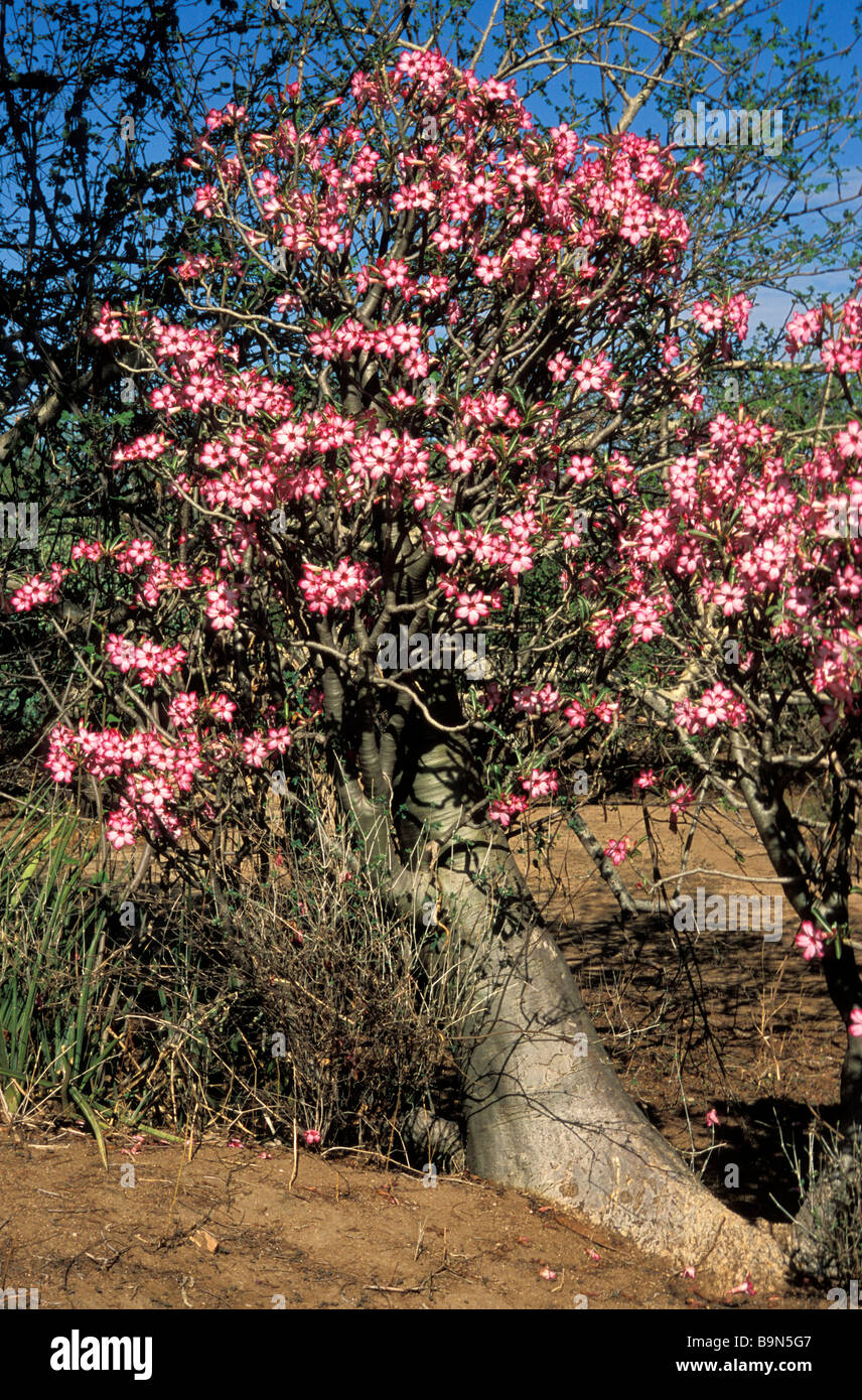 Ethiopia, Lower Omo Valley, classified as World Heritage by UNESCO ...