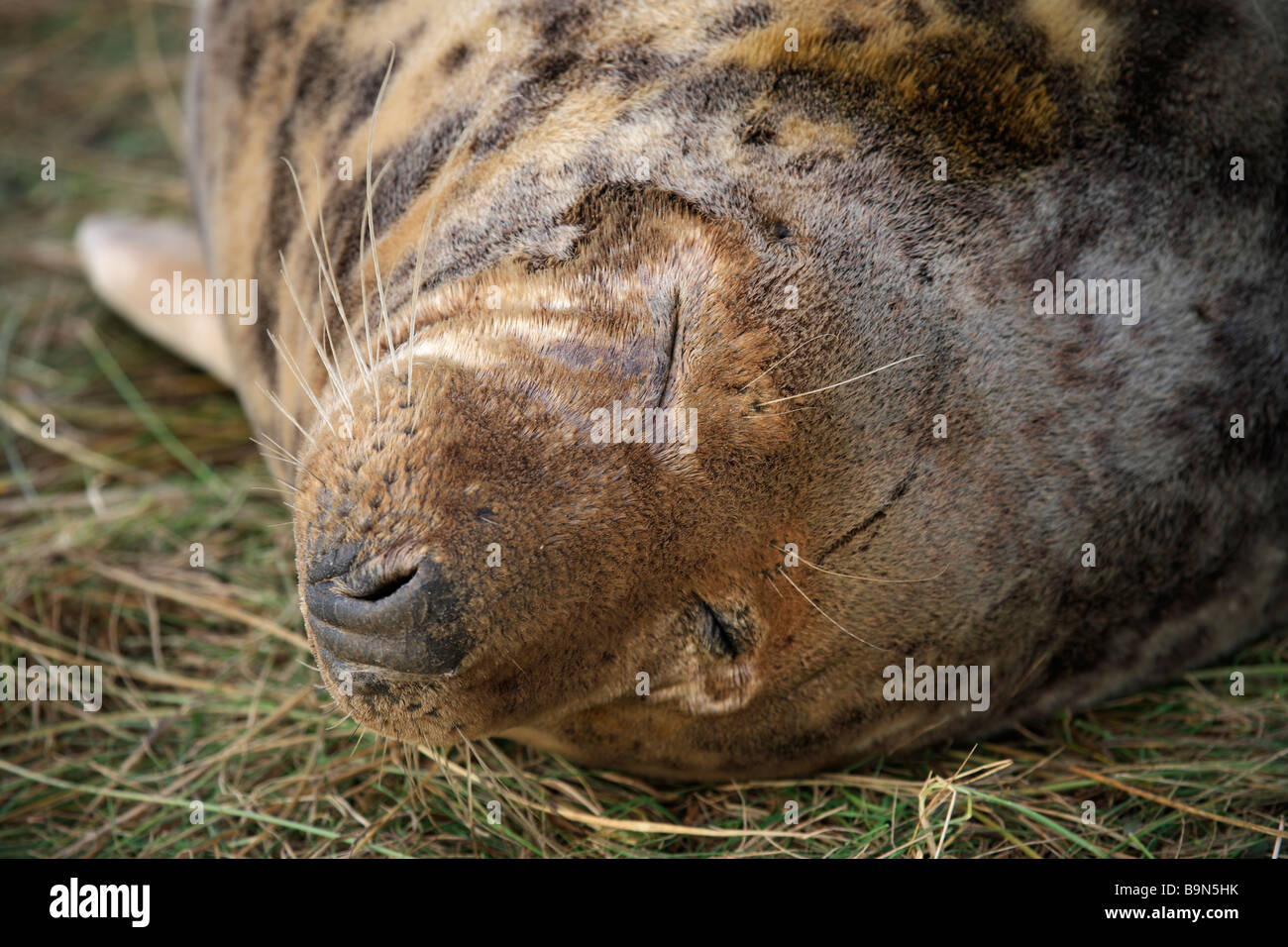 North Atlantic Female Grey Seal Halichoerus grypus Donna Nook RAF ...