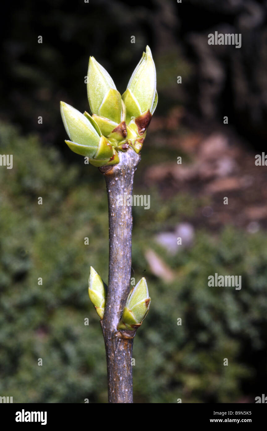 Lilac buds hi-res stock photography and images - Alamy