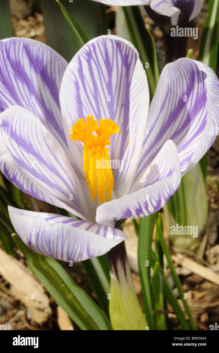 CROCUS FLOWERING IN SPRING Crocus longiflorus Stock Photo - Alamy