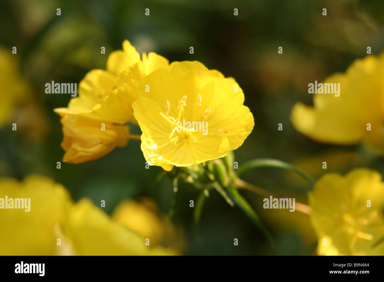 yellow evening primrose close up Stock Photo - Alamy